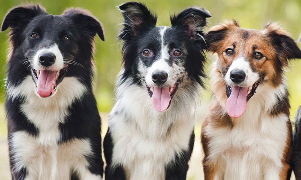 Animal Clinic of Wagoner