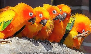 Animal Clinic of Wagoner